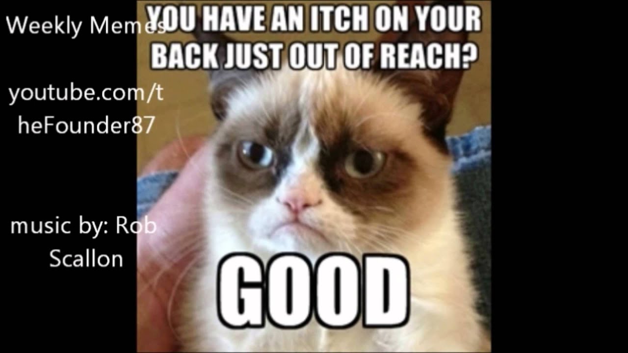 Weekly Memes #26 - Grumpy Cat - YouTube