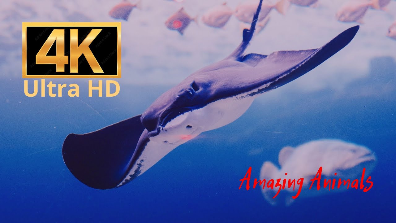 Octopus and stingrays #40| Amazing Animals 4K | Beautiful music - YouTube