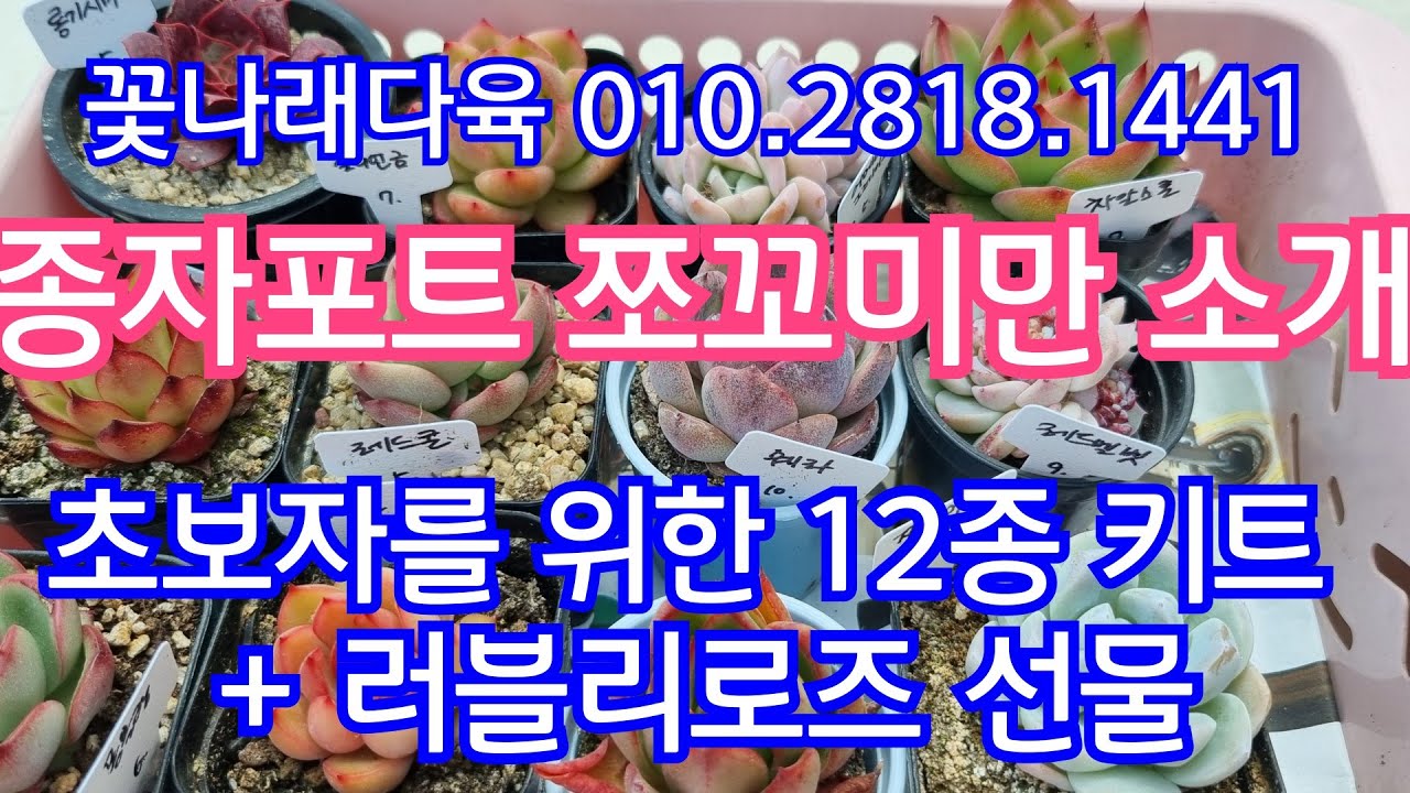 종자포트 다육이만 골라서 준비했어요 초보자를 위한 쪼꼬미 추천 셋트도 있어요 두 개의 셋트에서 취향에 맞게 고르세요