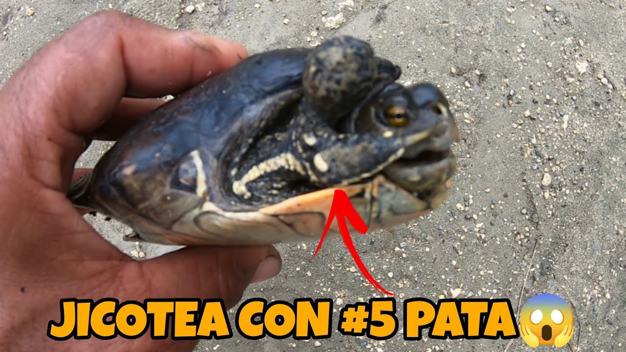 JICOTEA CON (#5 )PATA, ALGO NUNCA VISTO - YouTube