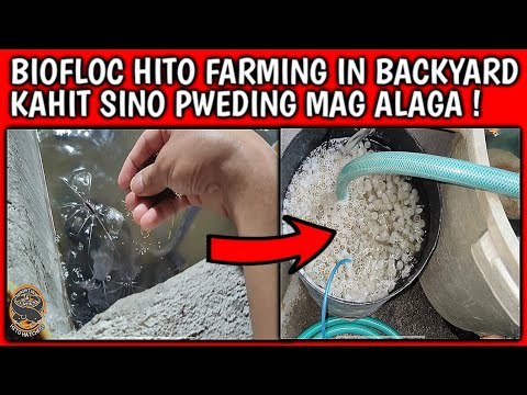 BIOFLOC HITO FARMING || PWEDING PWEDI SA BACKYARD MO - TIPS & IDEAS ...