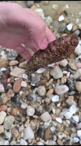 Castravete de mare - YouTube