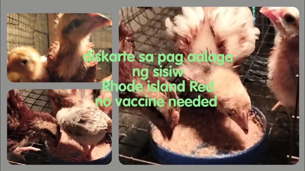 Diskarte ko sa pag aalaga ng sisiw ng Rhode island Red. no vaccine ...