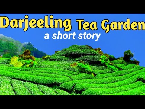 Tea Bagan Darjiling | वहां की सबसे अच्छी बात | - YouTube