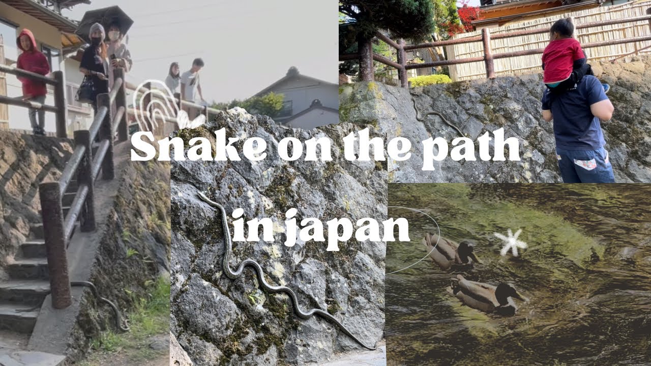 We saw a snake while walking on the path in Japan 🇯🇵 | Snake 🐍 | Wild ...