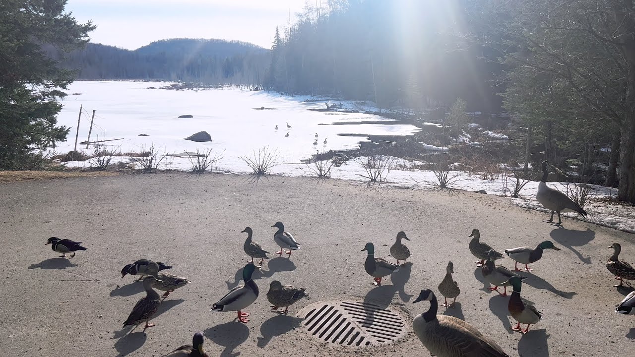 Geese Call a Truce 🪿 - YouTube