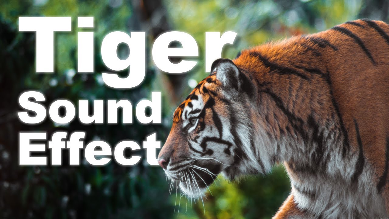 Tiger Sound Effect No Copyright | gLOBALeARS - YouTube