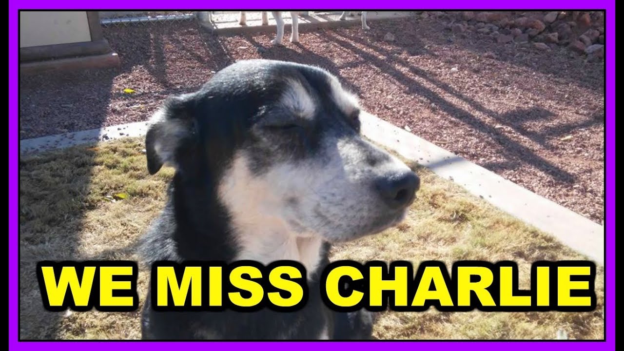 WE MISS CHARLIE - YouTube