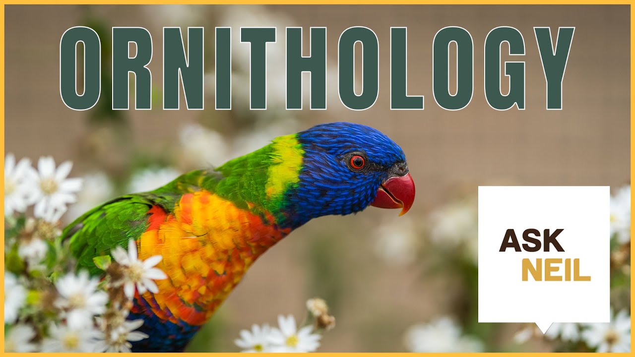 What is Ornithology | #AskNeil - YouTube