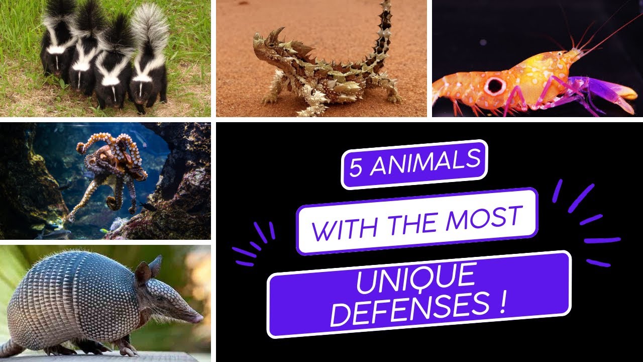 "5 Animals with the Most Unique Defense Mechanisms!" - YouTube