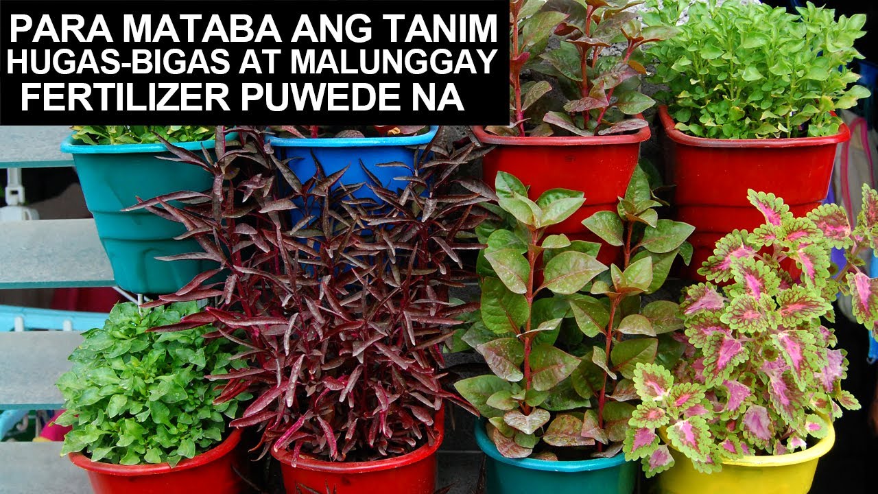 HUGAS-BIGAS AT MALUNGGAY FERTILIZER PARA SA MATABANG HALAMAN I COMPLETE ...