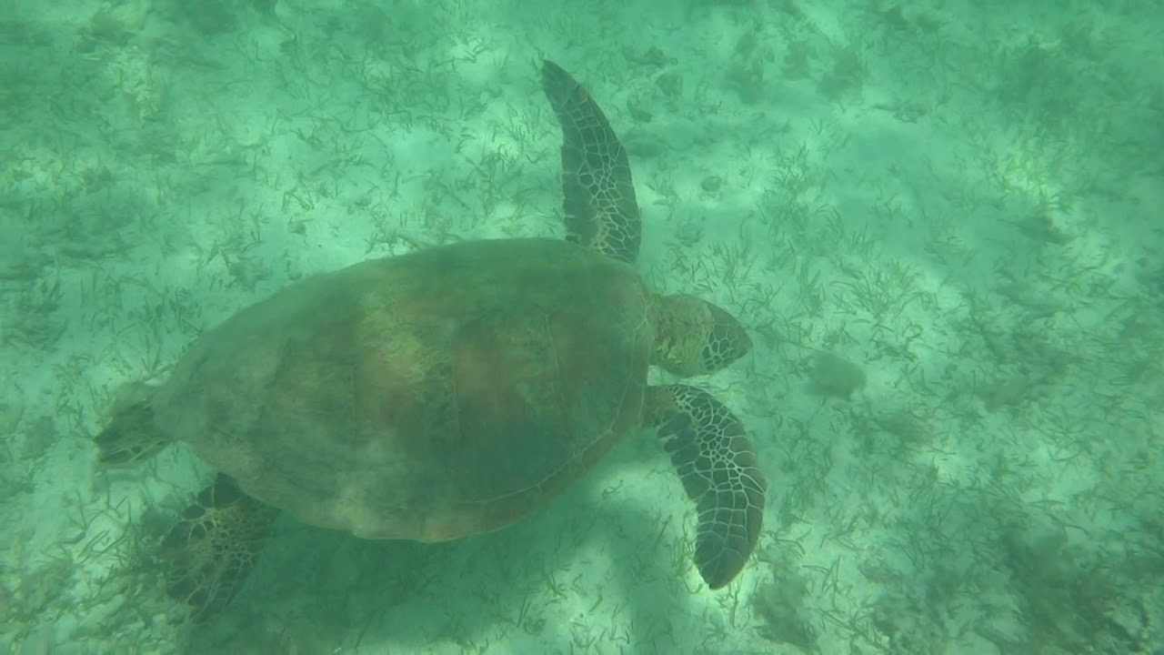 Turtle Signal Island Noumea New Caledonia - YouTube