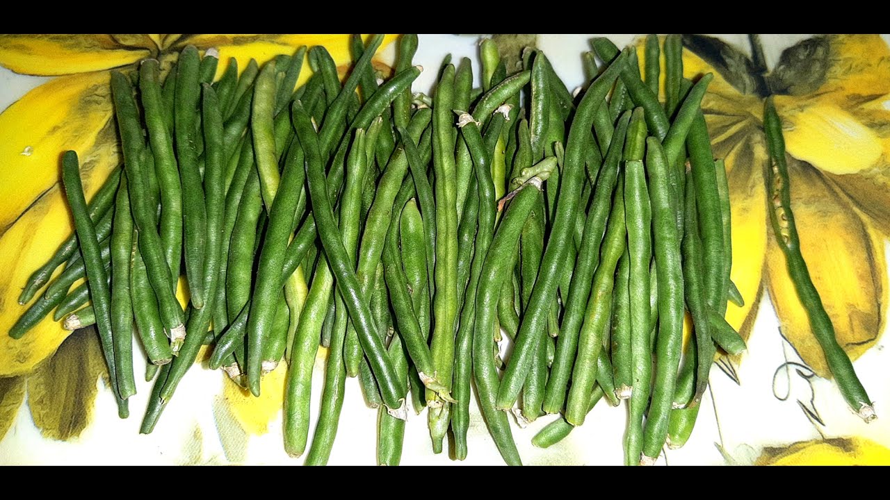 Green Beans Growing Step By Step | Lobia Phali (Phalya,n) | Rawan ...
