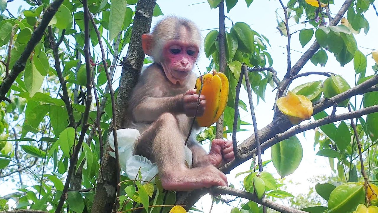 Bob Monkey Loves Daddy's Fruity Garden - YouTube