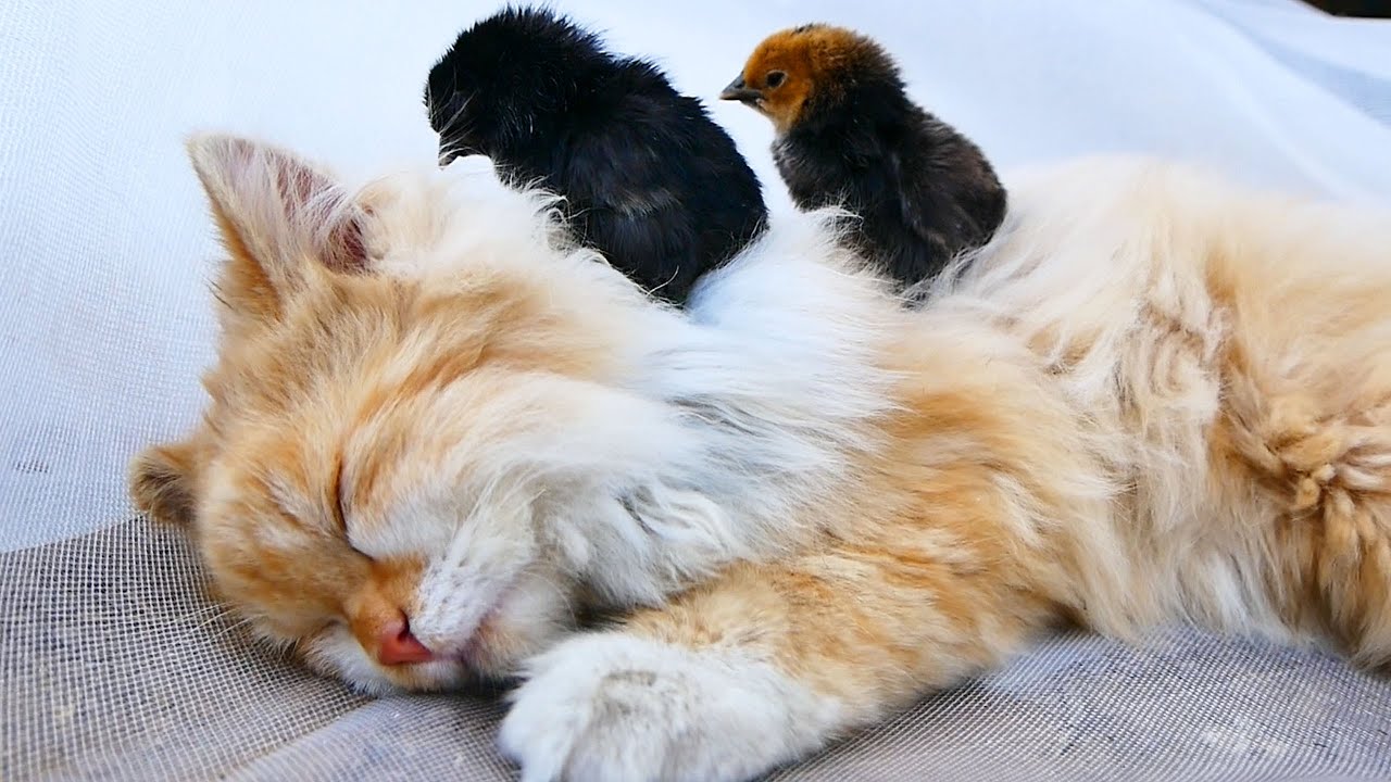 Kitten Simba & The chicks💞More Unexpected Cuteness! 😻🐤 - YouTube