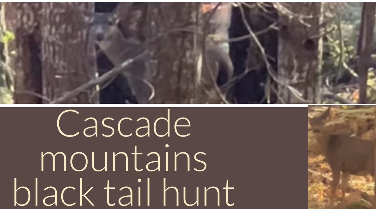 Cascade mountain black tail hunt, passed on several small bucks - YouTube