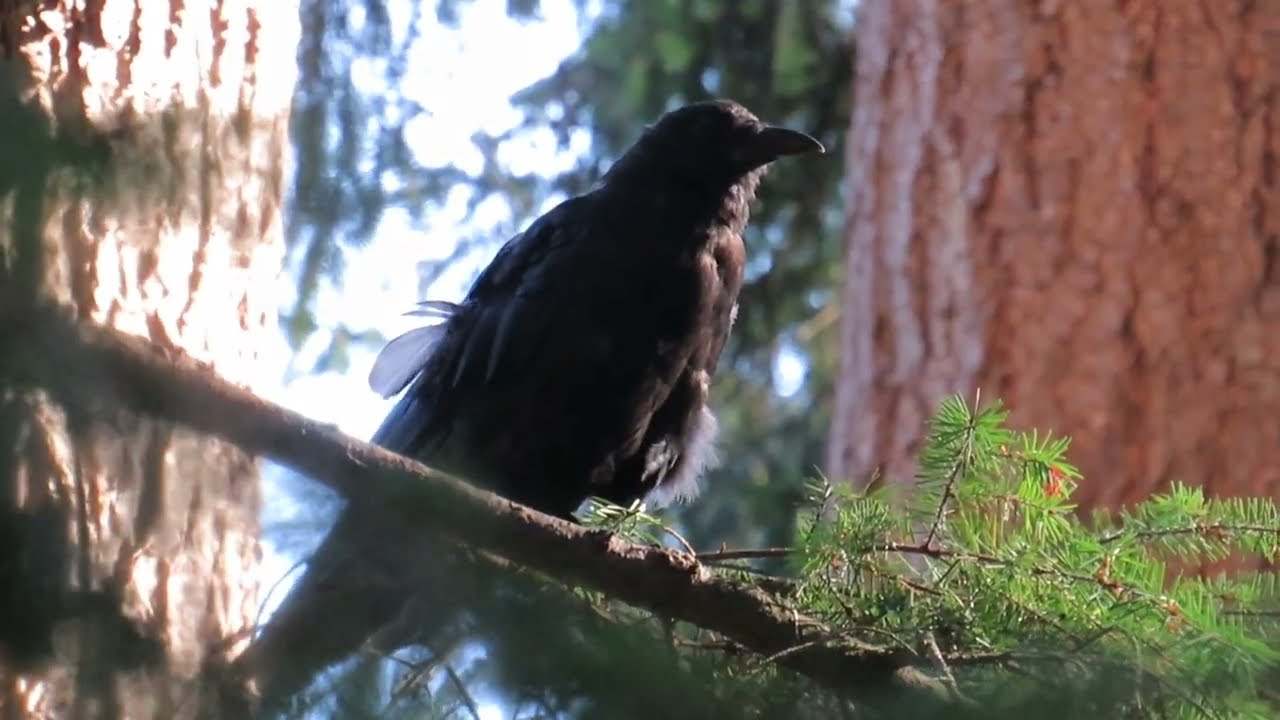Molting Crow Melts into the Atmosphere - YouTube