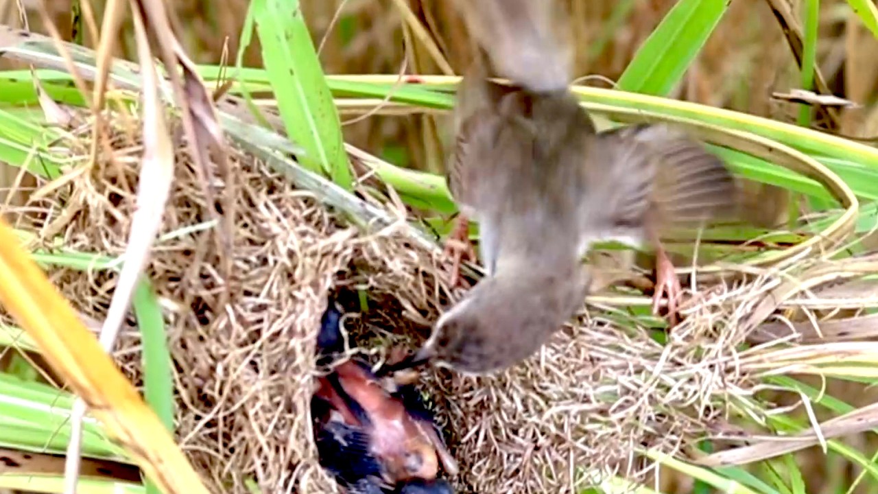 Amazing of Lake - Crazy Cuckoo: Baby Tossing in the Lake! - YouTube