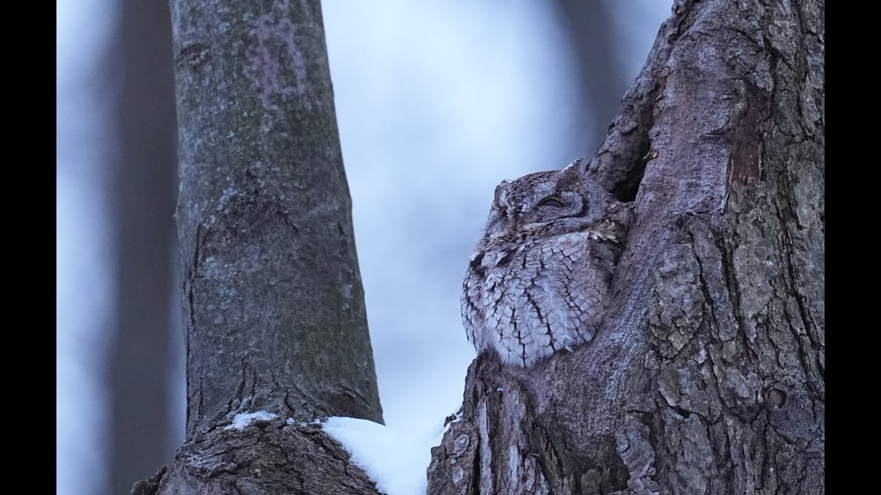 Eastern screech-owl calling it's mate and responding call backs - YouTube