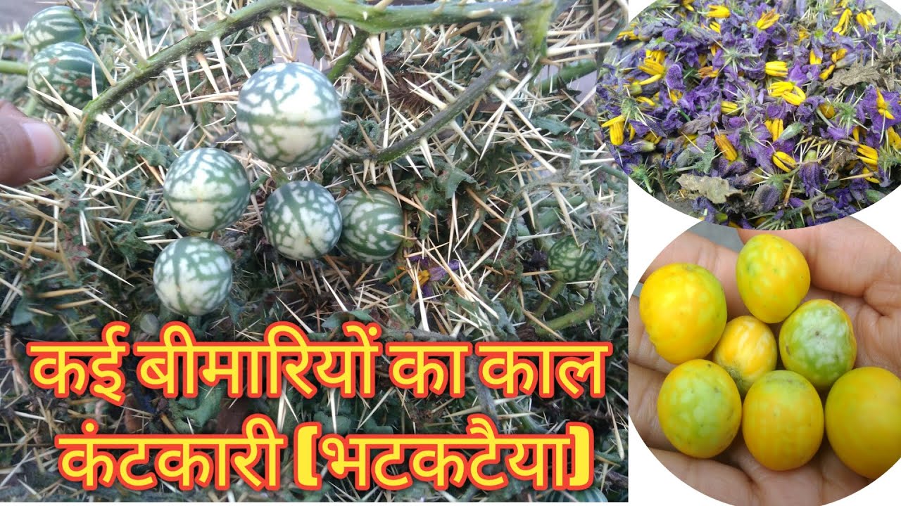 कंटकारी के बहुत सारे फायदे। bhatkataiya ke fayde । कटेरी के फायदे व ...