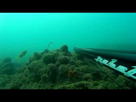 İskenderun Zıpkınla Minekop Harmadal Avı | Spearfishingturkey | Zıpkınla Balık Avı