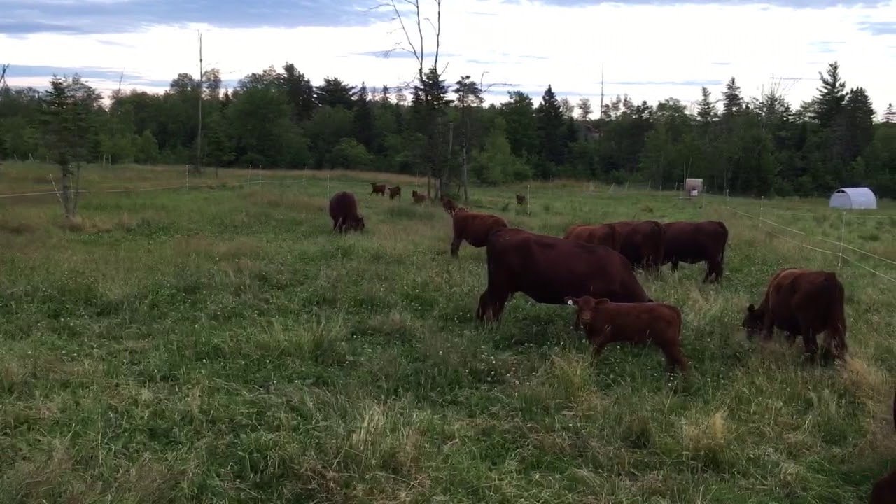 Red Poll Cattle - Summer Sunset Play Time - YouTube