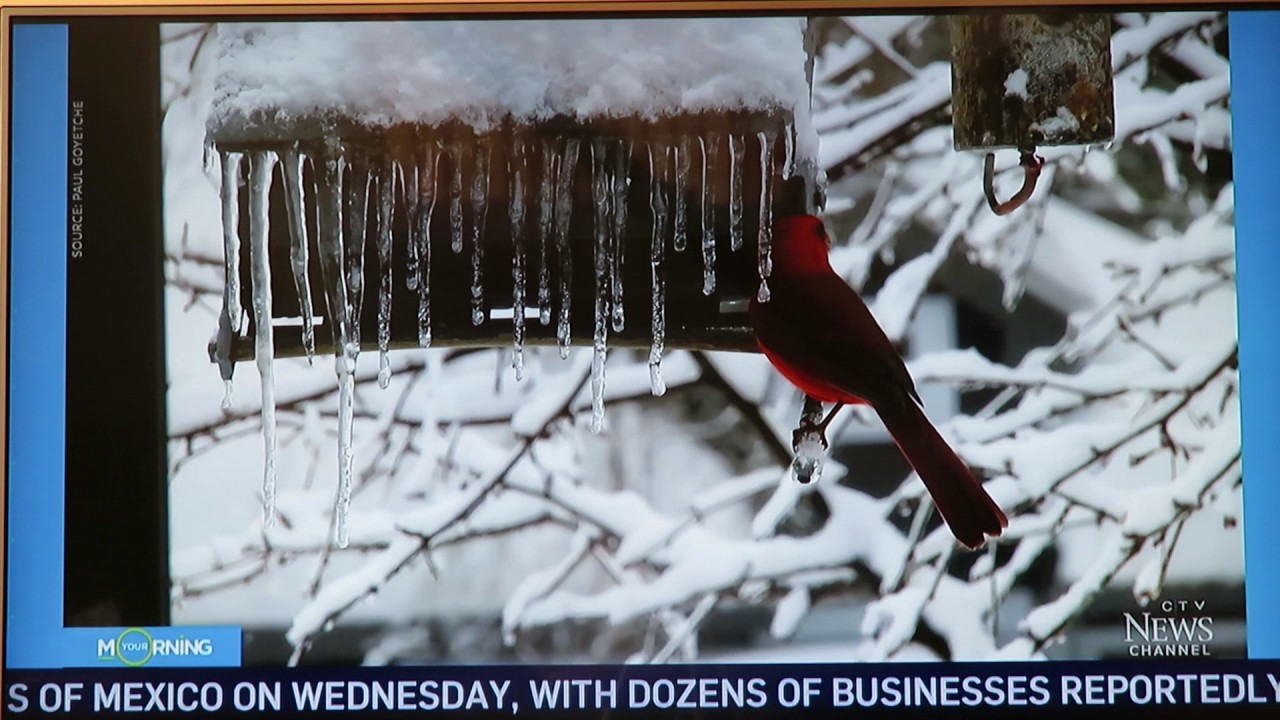 My Cardinal Photo on CTV's Your Morning Show - YouTube