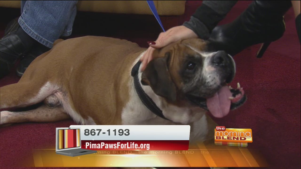 Pima Paws For Life - Adopt a rescued pet - YouTube