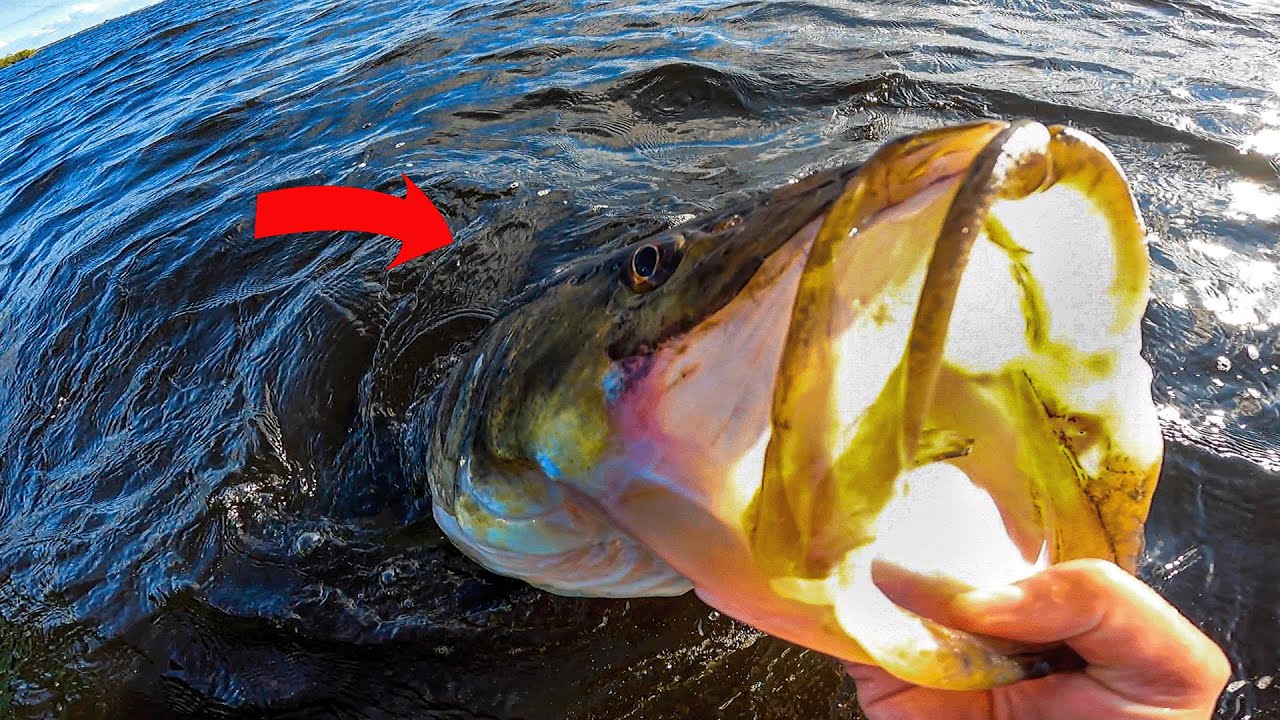 People FISH Their WHOLE LIFE For A Fish Like THIS - YouTube
