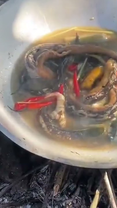 Survival in the rainforest - Cooking eels and eating delicious - YouTube