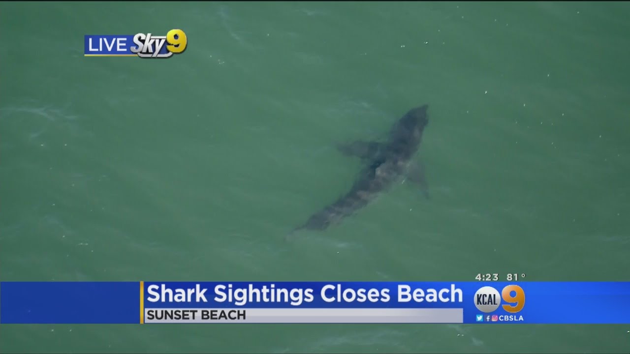 Shark Sightings Force Closure Of Stretch Of Sunset Beach - YouTube