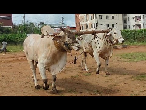 Dhana,Dheera after beta.....DVR Memorial Bull's Kanuru Vijayawada ...