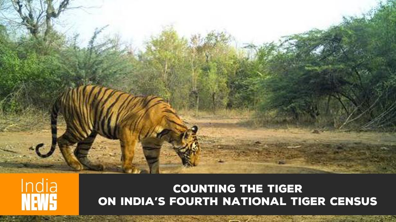 Counting the tiger: on India’s fourth national tiger census - YouTube