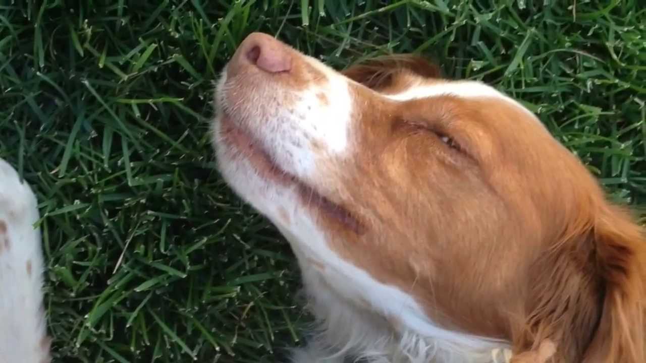 Are You Going On Vacation Idaho Pet Sitting Company Royal Pet Care are-you-going-on-vacation-idaho-pet-sitting-company-royal-pet-care