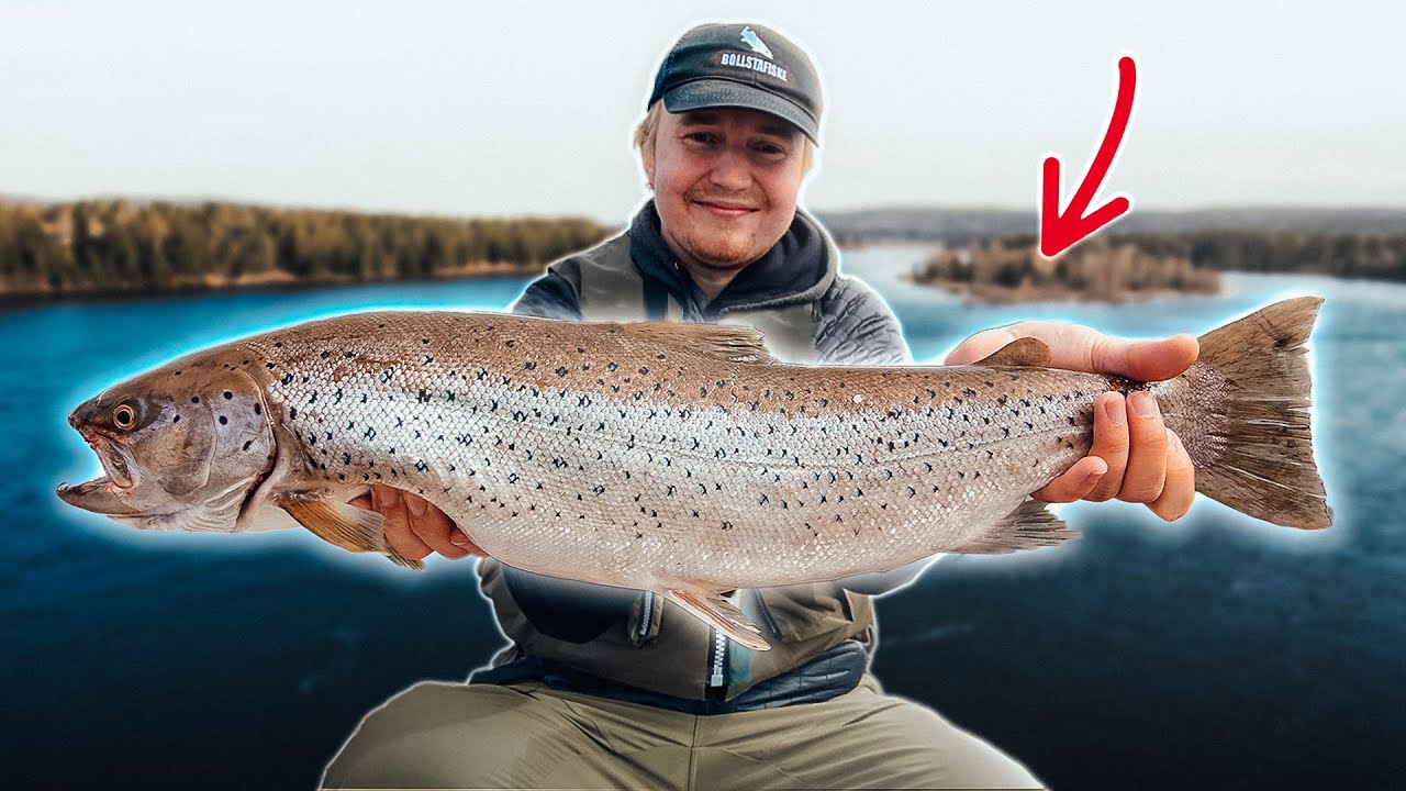 Fiskar efter stora havsöringar i Bergeforsen👀🐊 - YouTube