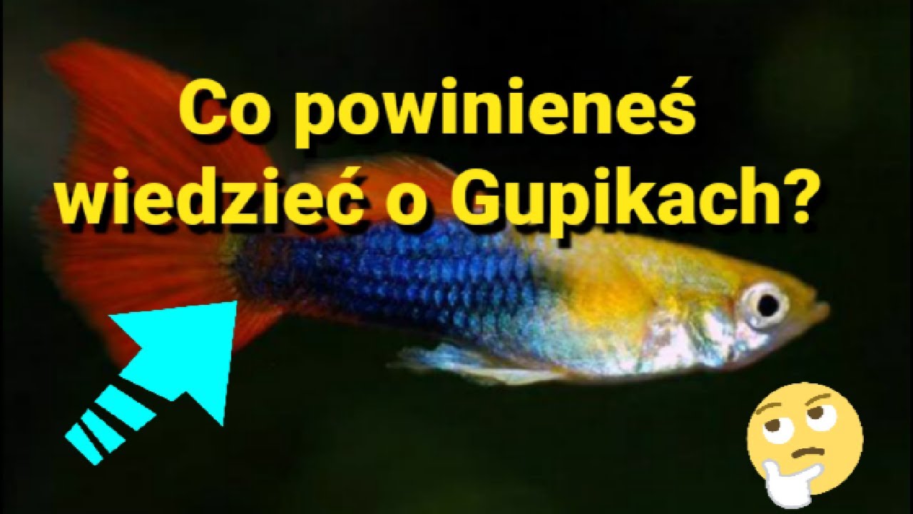GUPIK - CO POWINIENEŚ WIEDZIEĆ? - YouTube
