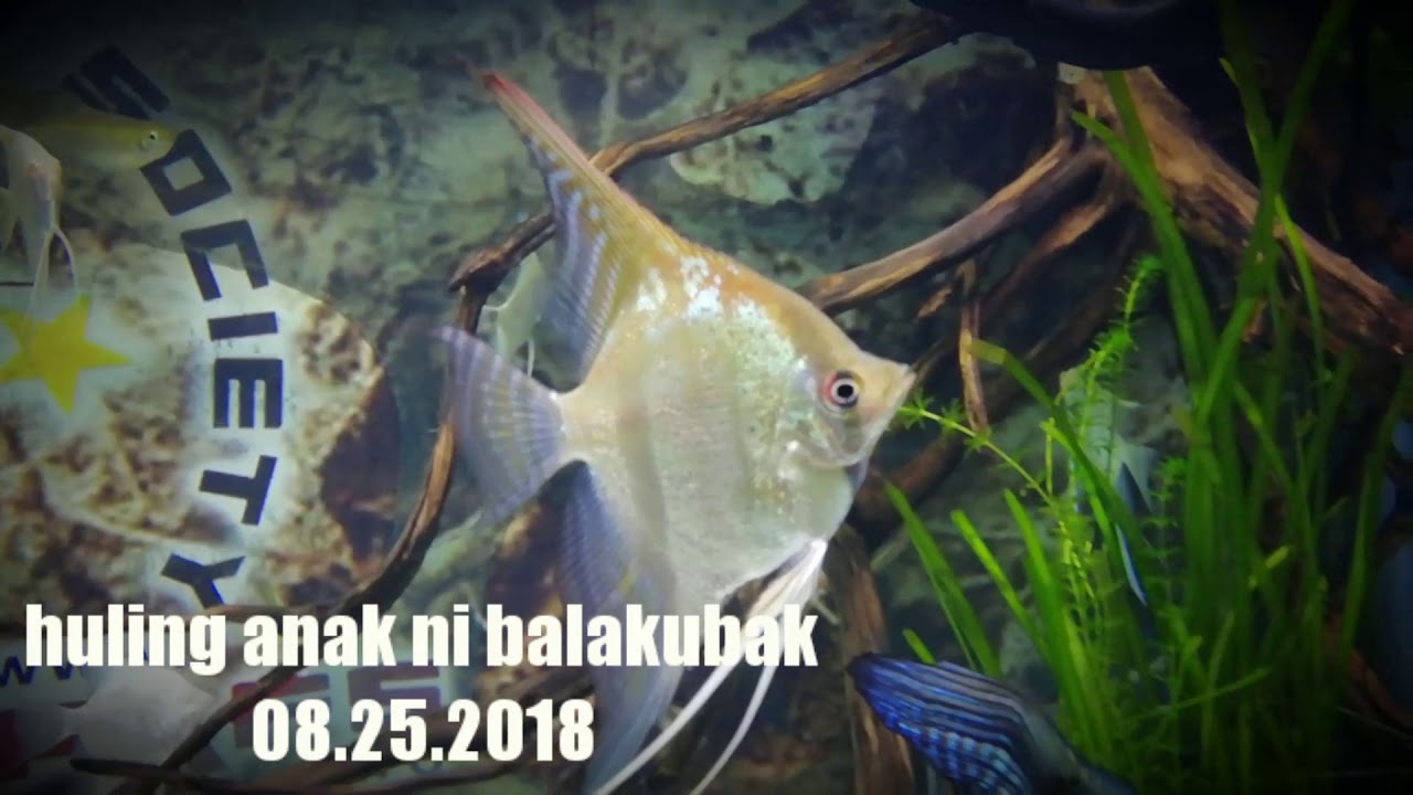 Santa Isabel Angelfish (young altum form) - YouTube