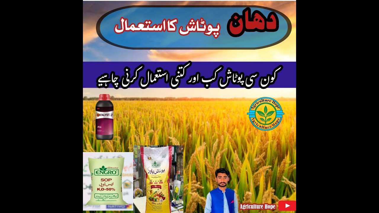 How to use potash fertilizer in rice crop| When to use Potash ...