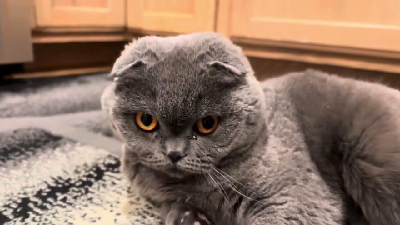 "Братья Наши Меньшие" Домашние и дикие животные , птицы , которые живут ...