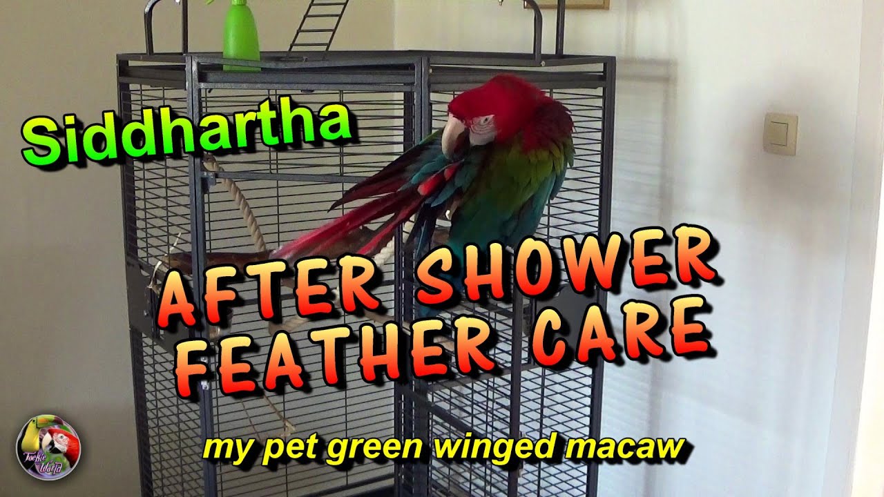 🦜 Siddhartha, my pet green winged macaw, AFTER SHOWER FEATHER CARE 🦜 a relaxing video. - YouTube