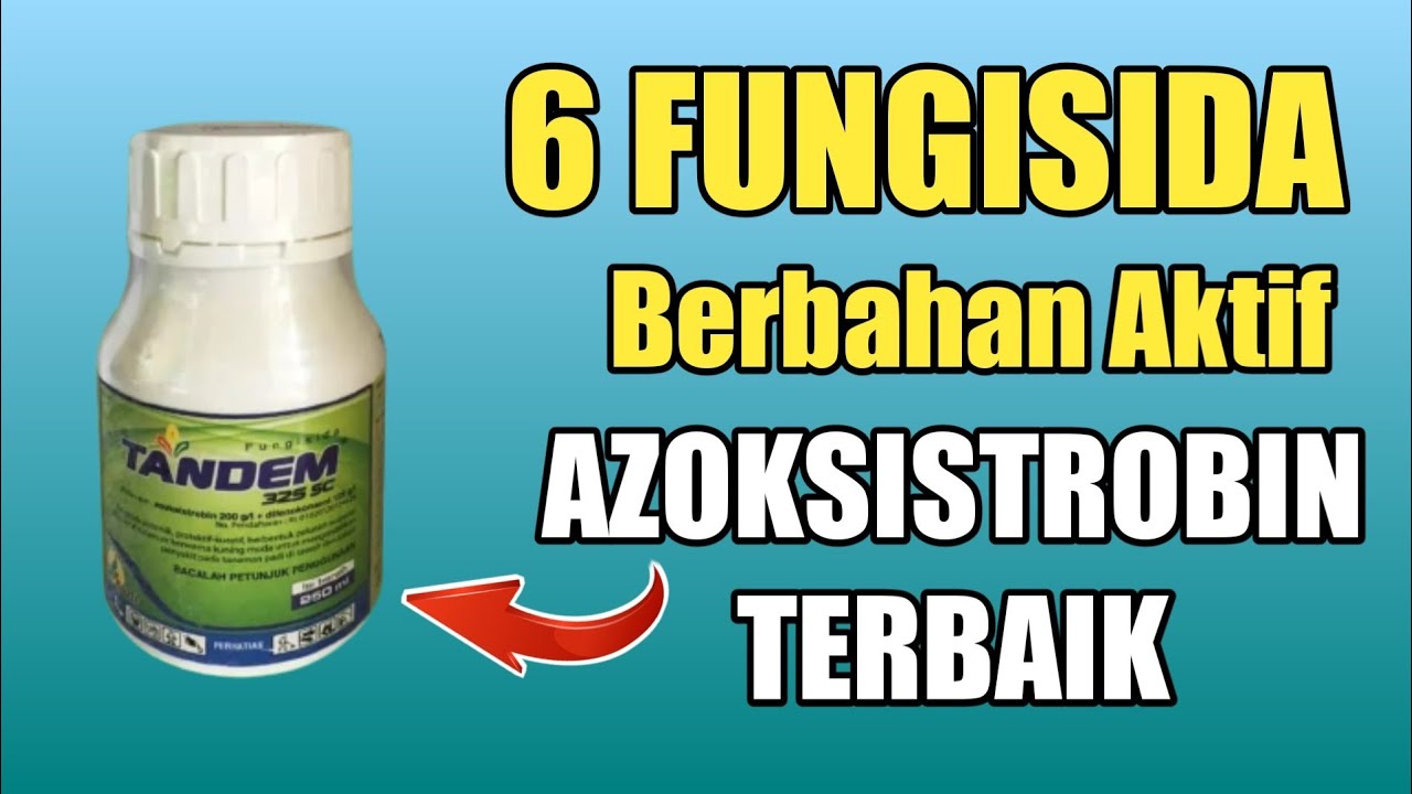 INI DIA! 6 Fungisida Yang Berbahan Aktif Azoksistrobin - YouTube