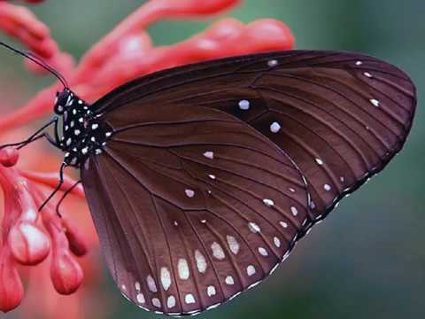 MASSIVE ATTACK – BUTTERFLY CAUGHT ( LYRICS ) - YouTube