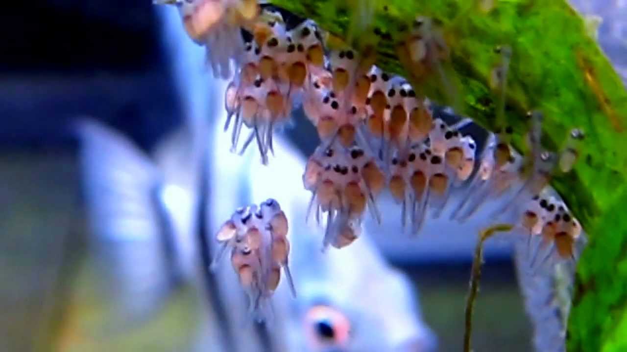 BLUE ANGELFISH WIGGLERS ( Day 3 ) Amazing!!!! - YouTube