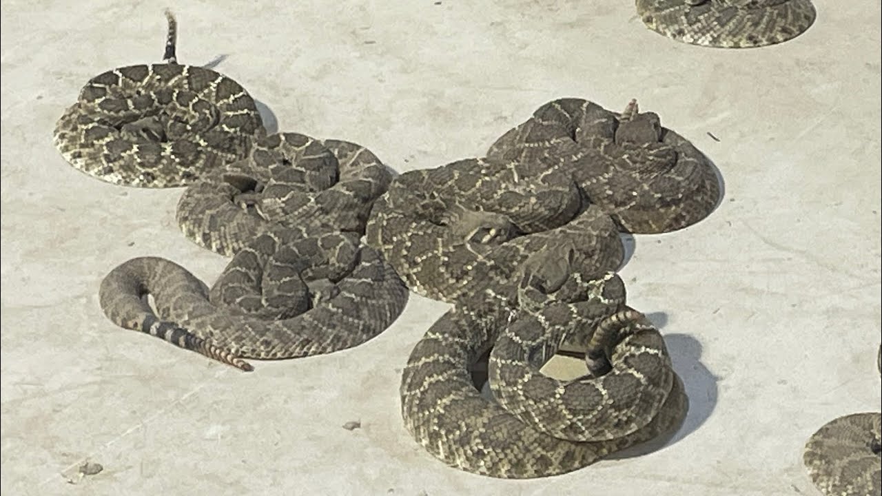 Waurika Oklahoma Rattlesnake Festival 2023! - YouTube