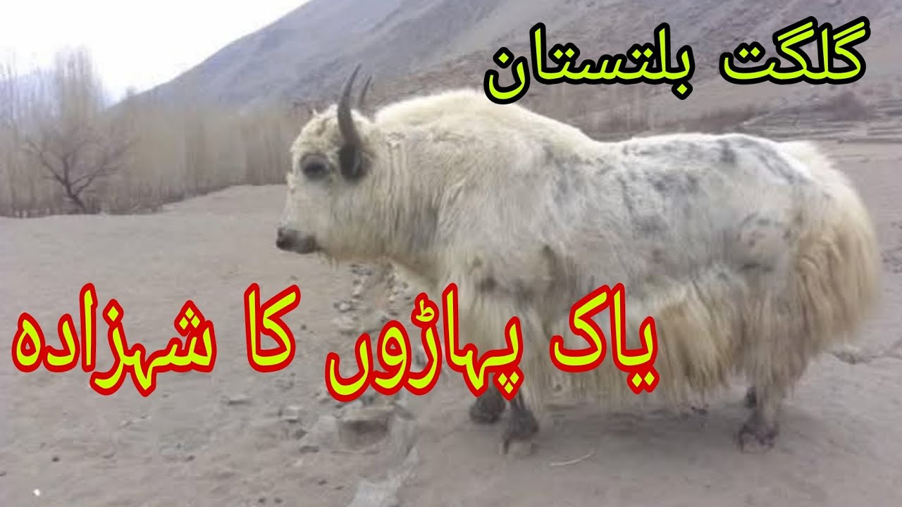 A Mountain And YaK King Of Mountain || Gilgit Baltistan || ہمارا گاؤں ...