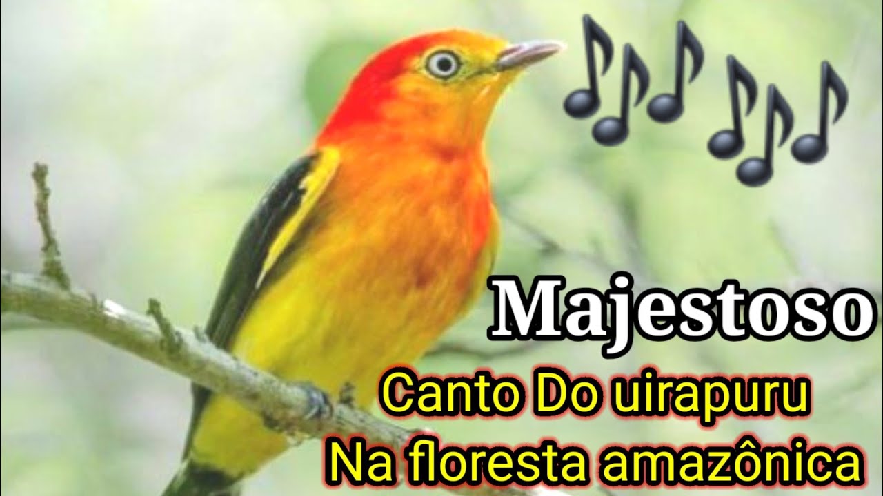 Canto do uirapuru na floresta Amazonas - YouTube