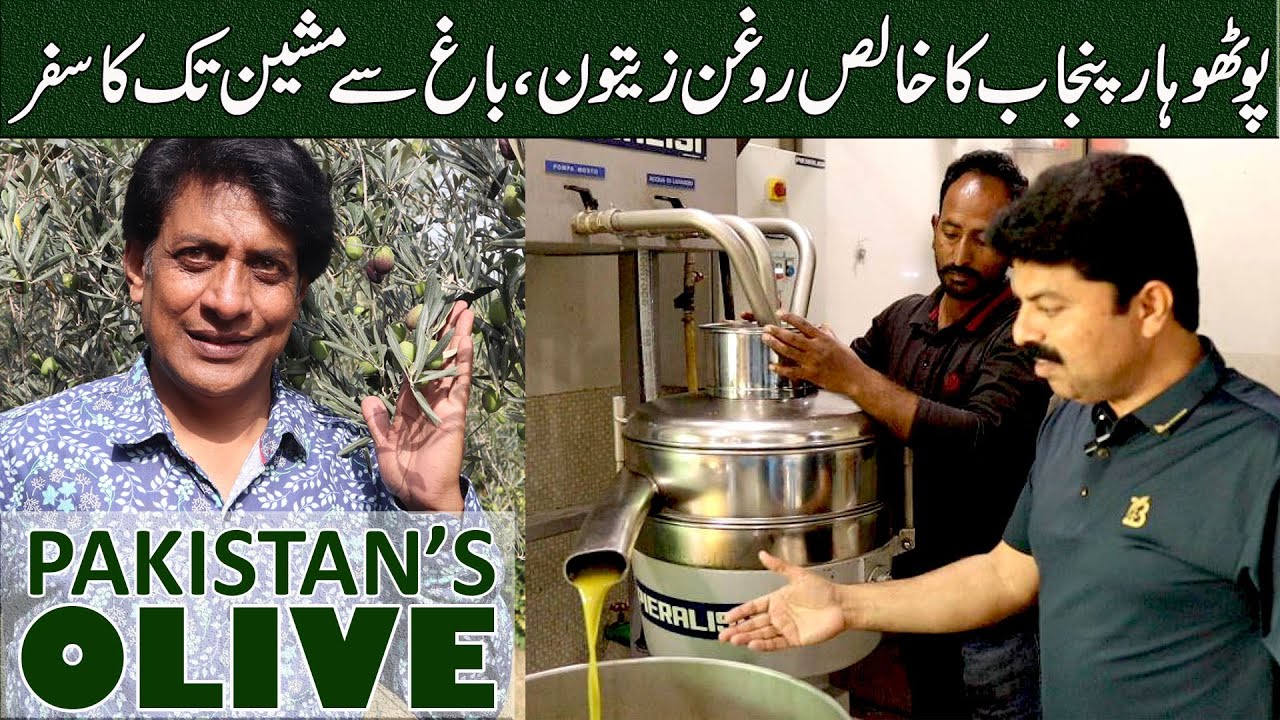 Olive Cultivation in Pakistan | Olive Oil Extraction, Grafting & Value ...