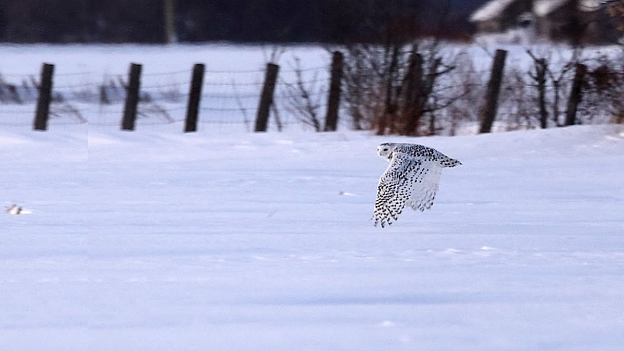 Snowy Owl Practice footage - YouTube