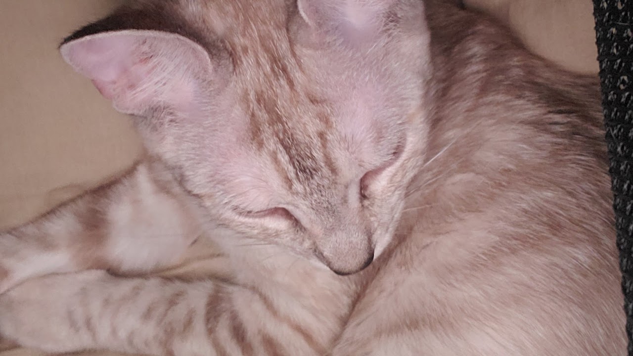 Chapter 2 remix - YouTube