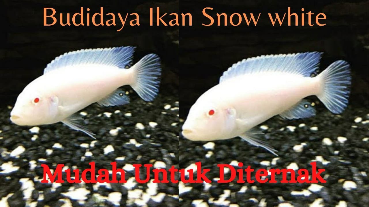 Budidaya Ikan Snow White Ikan Cichlid Youtube